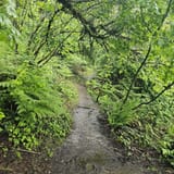 Forest Park Ridge Trail, Oregon - 1,320 Reviews, Map | AllTrails