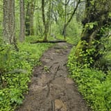 Forest Park Ridge Trail, Oregon - 1,320 Reviews, Map | AllTrails