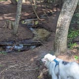 Rathdrum Mountain Trail, Idaho - 323 Reviews, Map | AllTrails