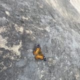 Arkansas Sphinx Trail, Arkansas - 152 Reviews, Map | AllTrails