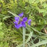 Arkansas Sphinx Trail, Arkansas - 194 Reviews, Map | AllTrails