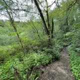 Japanese Gulch Loop Trail, Washington - 1,239 Reviews, Map | AllTrails