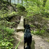 Martell Forest Loop, Indiana - 574 Reviews, Map | AllTrails