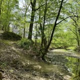Martell Forest Loop, Indiana - 574 Reviews, Map | AllTrails