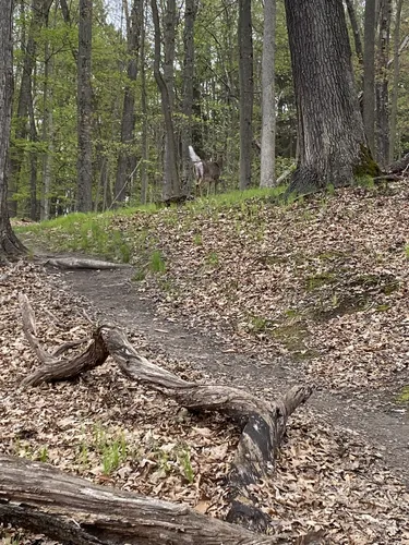 Best Easy Trails in Powder Mill Park | AllTrails