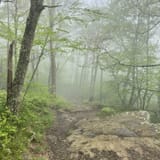 Lewis Spring Falls Trail, Virginia - 1,464 Reviews, Map | AllTrails