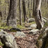 Pequot Woods, Connecticut - 308 Reviews, Map | AllTrails