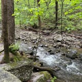Mathews Arm Overall Run Trail, Virginia - 242 Reviews, Map | AllTrails