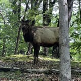 White Bison Loop, Missouri - 2,433 Reviews, Map | AllTrails
