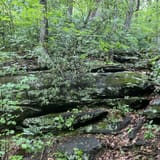 Chestnut Ridge Heritage Preserve Trail, South Carolina - 1,621 Reviews ...