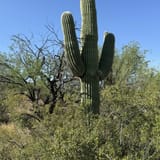Cactus Forest Loop Drive, Arizona - 462 Reviews, Map | AllTrails