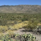 Cactus Forest Loop Drive, Arizona - 462 Reviews, Map | AllTrails