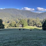 Mount Victoria Track, Victoria, Australia - 287 Reviews, Map | AllTrails