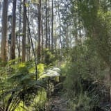 Mount Victoria Track, Victoria, Australia - 287 Reviews, Map | AllTrails