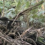 Mount Victoria Track, Victoria, Australia - 287 Reviews, Map | AllTrails