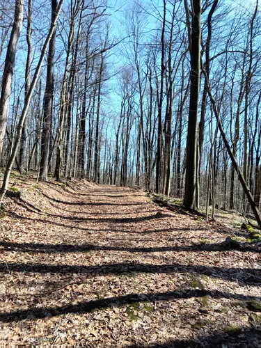 Best Forest Trails in Laurel Ridge State Park | AllTrails