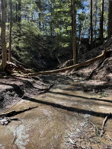 Best River Trails in Gowanda | AllTrails