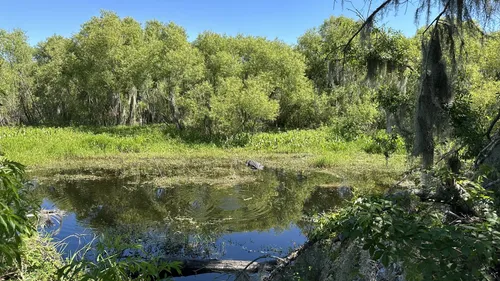 Best Walking Trails in Circle B Bar Preserve | AllTrails