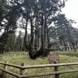 Octopus Tree Trail, Oregon - 163 Reviews, Map | AllTrails