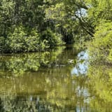 Daubenmire Trail, Florida - 693 Reviews, Map | AllTrails