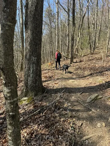 Best Hikes and Trails in Rich Mountain Wilderness | AllTrails
