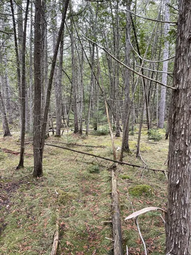 Best Kid Friendly Trails in Marlborough Forest | AllTrails