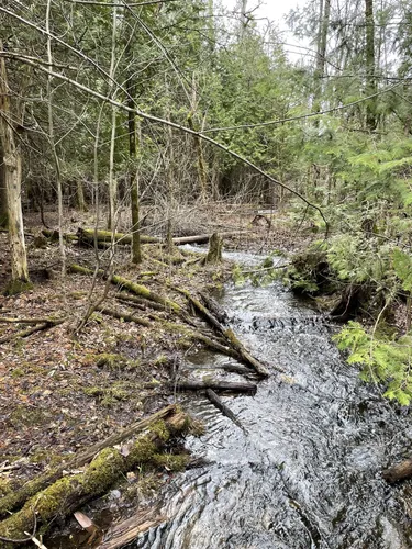 Best Kid Friendly Trails in Marlborough Forest | AllTrails