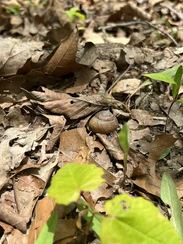 Best Kid Friendly Trails in Edwin Warner Park | AllTrails