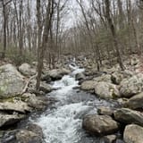 Reeves Brook Loop Trail, New York - 4,596 Reviews, Map | AllTrails