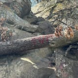 Lockegee Rock, Kentucky - 199 Reviews, Map | AllTrails