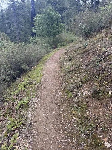 Best Forest Trails in Happy Camp | AllTrails