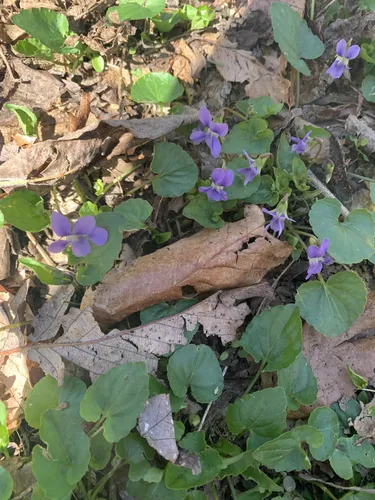 Best Moderate Trails in Money Rocks County Park | AllTrails