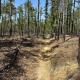 Batsto Lake Trail, New Jersey - 1,583 Reviews, Map | AllTrails