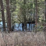 Batsto Lake Trail, New Jersey - 1,583 Reviews, Map | AllTrails