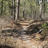 Batsto Lake Trail, New Jersey - 1,583 Reviews, Map | AllTrails