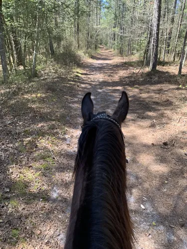 Best Forest Trails in Pocomoke State Forest | AllTrails