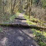 Robe Canyon Historic Trail, Washington - 955 Reviews, Map | AllTrails