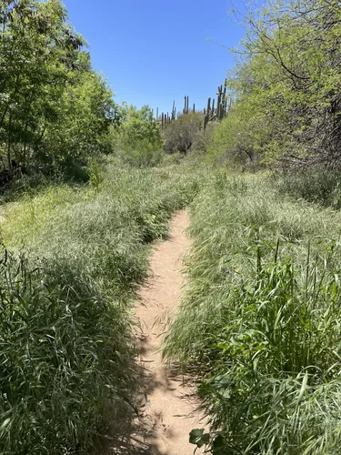 Best Walking Trails in Spur Cross Ranch Conservation Area | AllTrails