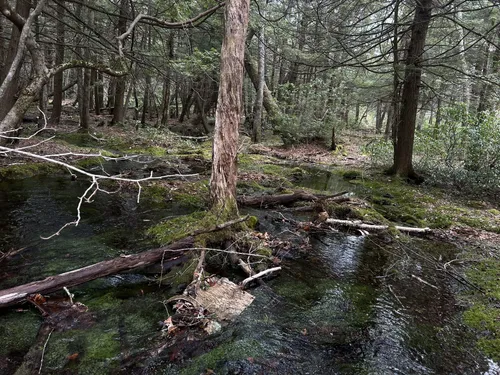 Best Long Trails in Mount Washington State Forest | AllTrails