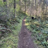Mima Falls Loop, Washington - 1,594 Reviews, Map | AllTrails