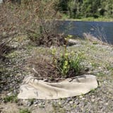 Clackamas River Float: Barton - Carver, Oregon - 32 Reviews, Map ...