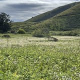 Gerbode Valley Loop, California - 529 Reviews, Map | AllTrails