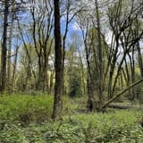 Tryon Creek Triple Bridge Loop, Oregon - 1,506 Reviews, Map | AllTrails
