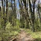 Tryon Creek Triple Bridge Loop, Oregon - 1,506 Reviews, Map | AllTrails