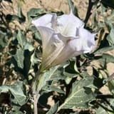 Victor Loop, California - 1,522 Reviews, Map | AllTrails