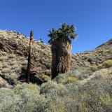 Victor Loop, California - 1,522 Reviews, Map | AllTrails