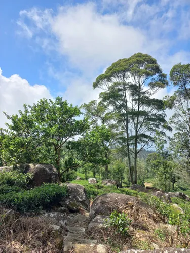 Best Forest Trails in Haputale | AllTrails