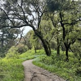 Windy Hill Loop, California - 3,055 Reviews, Map | AllTrails