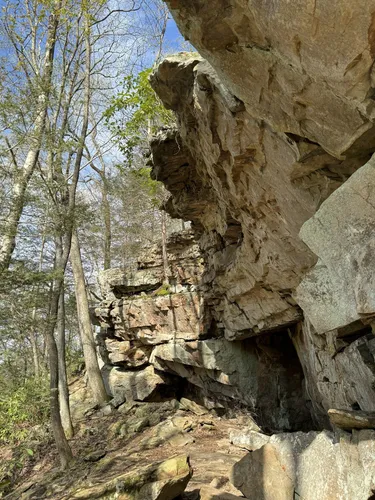 Best Hard Trails in Prentice Cooper State Forest | AllTrails