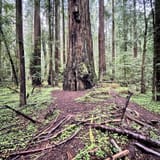 Rockefeller Loop Trail, California - 683 Reviews, Map | AllTrails